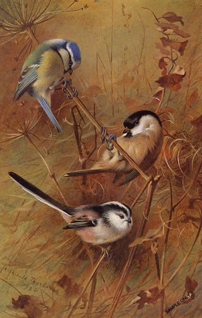 Archibald Thorburn Autumn Painting - iPaintingsforsale.com