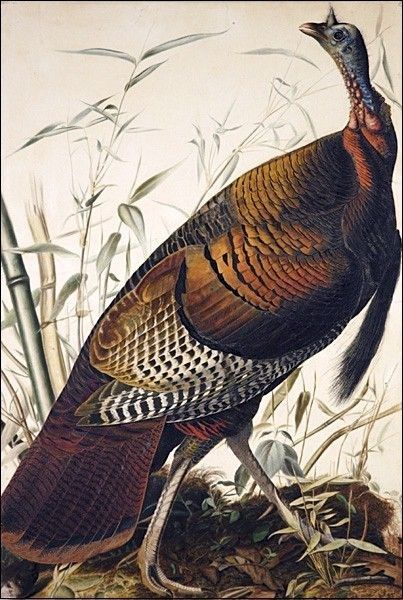 John James Audubon Wild Turkey Painting - iPaintingsforsale.com