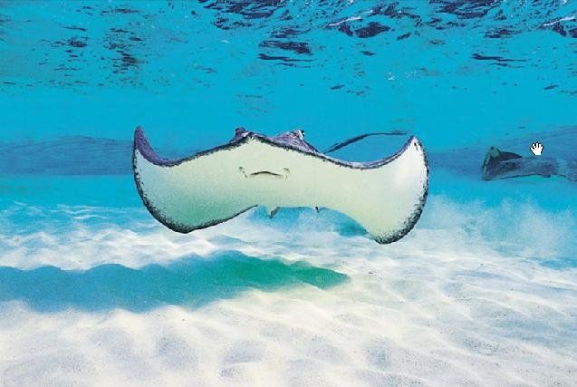 Sea life Ray Painting - iPaintingsforsale.com