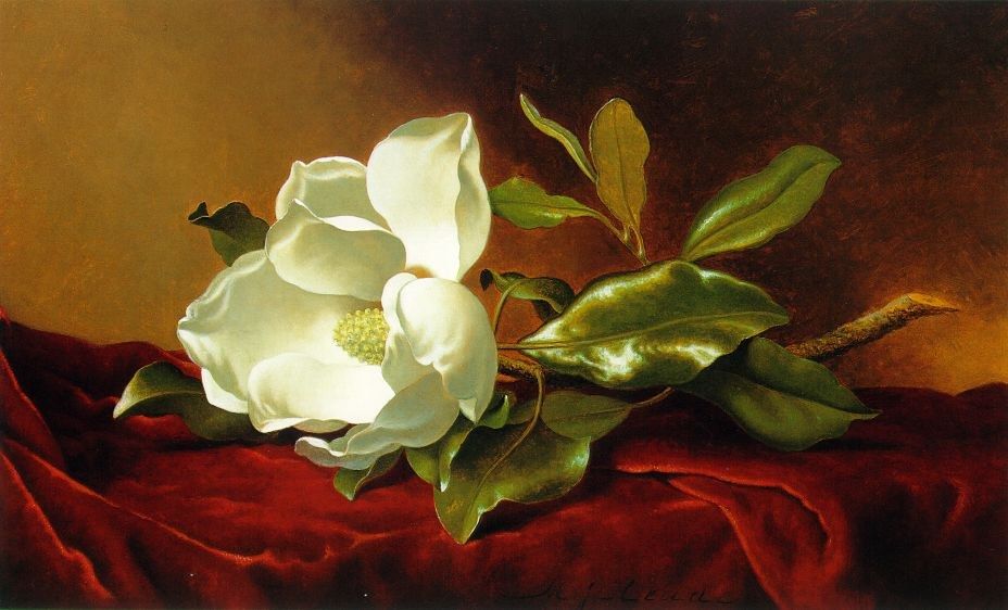 Martin Johnson Heade A Magnolia on Red Velvet Painting ...
